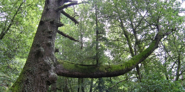 Planet Drupal | Drupal.org